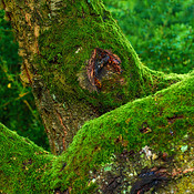 Tree trunk | Buy Stock Photo on PeopleImages, Picture And Royalty Free ...
