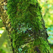 Tree trunk | Buy Stock Photo on PeopleImages, Picture And Royalty Free ...