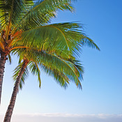 Palm tree | Buy Stock Photo on PeopleImages, Picture And Royalty Free ...