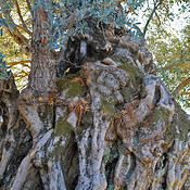 The Tree - token of a type | Buy Stock Photo on PeopleImages, Picture ...