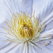 Beautiful budding flowers | Buy Stock Photo on PeopleImages, Picture ...