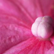Beautiful budding flowers | Buy Stock Photo on PeopleImages, Picture ...