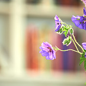 Beautiful budding flowers | Buy Stock Photo on PeopleImages, Picture ...