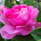 Beautiful budding flowers | Buy Stock Photo on PeopleImages, Picture ...