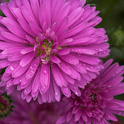 Beautiful budding flowers | Buy Stock Photo on PeopleImages, Picture ...