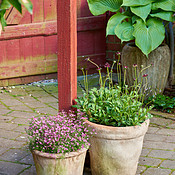 Beautiful budding flowers | Buy Stock Photo on PeopleImages, Picture ...