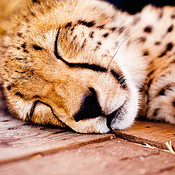 Endangered - Cute little cheetah resting | Buy Stock Photo on ...