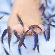 Kangal fish | Buy Stock Photo on PeopleImages, Picture And Royalty Free ...
