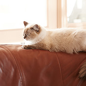 Sleepy time again | Buy Stock Photo on PeopleImages, Picture And ...