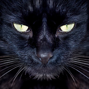 Giving you an intense stare | Buy Stock Photo on PeopleImages, Picture ...