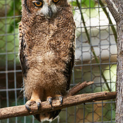 As wise as an owl | Buy Stock Photo on PeopleImages, Picture And ...