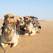 The perfect desert transport | Buy Stock Photo on PeopleImages, Picture ...