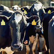 Herding the cattle | Buy Stock Photo on PeopleImages, Picture And ...
