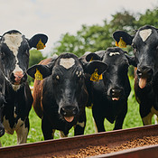 It's chow time | Buy Stock Photo on PeopleImages, Picture And Royalty ...