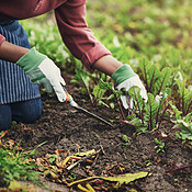 Digging for gold | Buy Stock Photo on PeopleImages, Picture And Royalty ...