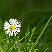 Springtime | Buy Stock Photo on PeopleImages, Picture And Royalty Free ...