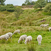 Danish sheep | Buy Stock Photo on PeopleImages, Picture And Royalty ...