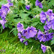 Blue Geranium | Buy Stock Photo on PeopleImages, Picture And Royalty ...