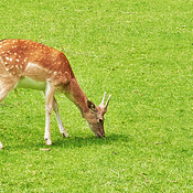 Deer (fallow deer) | Buy Stock Photo on PeopleImages, Picture And ...