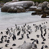 Find your flock and love them hard | Buy Stock Photo on PeopleImages ...