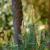 The forest | Buy Stock Photo on PeopleImages, Picture And Royalty Free ...