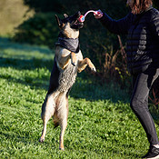 Throw me a bone here! | Buy Stock Photo on PeopleImages, Picture And ...