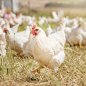 Premium, farm fresh chickens | Buy Stock Photo on PeopleImages, Picture ...