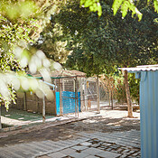 Shelter, nature and adoption of homeless dogs that are sad, alone and ...