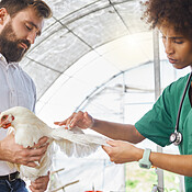 Farming, exam and vet hands on a chicken for protection from virus ...
