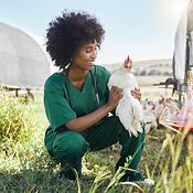 Veterinary, agriculture and black woman with chicken on farm for health ...