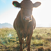 Sun, farming and portrait of cow, animal in countryside with mountains ...