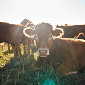 Summer farm, sustainability and cows on field, happy animals in ...
