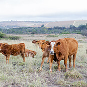 Cows, countryside and agriculture field with milking and meat cattle ...