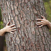 Nature, saving and a person with a tree hug for sustainability, planet ...