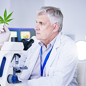 Senior scientist, man and analysis of marijuana leaf, science study for ...