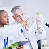 Scientist, team and analysis of marijuana leaf, science study for ...