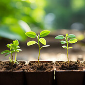 Close-up of a young plants in a row. Growing phases. Ecology Concept ...