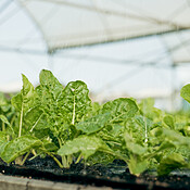Greenhouse, agro farming and plants with growth, quality in nature and ...