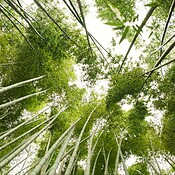 Bamboo, jungle and trees in sustainable environment, nature landscape ...