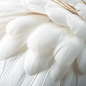 Soft, feather and natural in texture, plume and fluffy with color ...