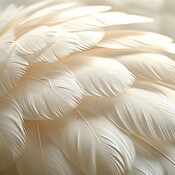 Angel, white feather and texture with light for creativity, wallpaper ...
