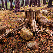 Shot of a cut down tree in the forest. One of the most dangerous and ...