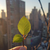 Hand, leaf and person in city, sunshine and eco friendly living with ...