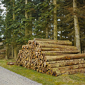 Wood, pile and timber on ground in forest by road for fuel, heat and ...