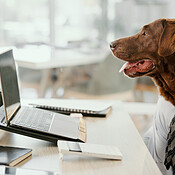 Business dog, comic and laptop in office for working, corporate ...