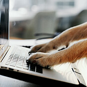 Dog paws, keyboard and business with laptop typing and funny at job ...