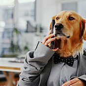 Phone call, planning and consultant with business dog in office for pet ...