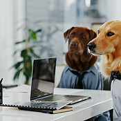Dogs, office and animal in meeting by laptop at desk while attentive ...