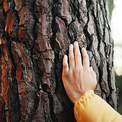 Bark, forest and hand to touch tree outdoor as naturalist ...