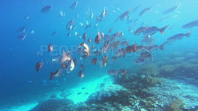 There is safety in numbers | Buy Stock Photo on PeopleImages, Picture ...